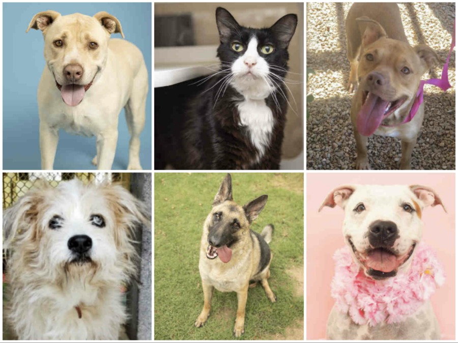 Adoptable pets from Arizona Humane Society and Maricopa County Animal ...