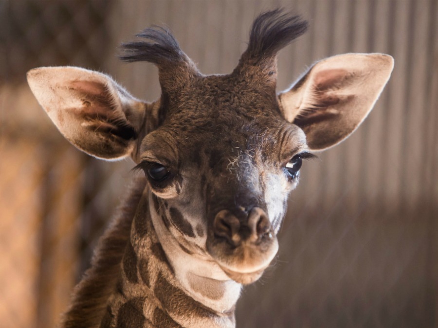 Baby Giraffe Safari