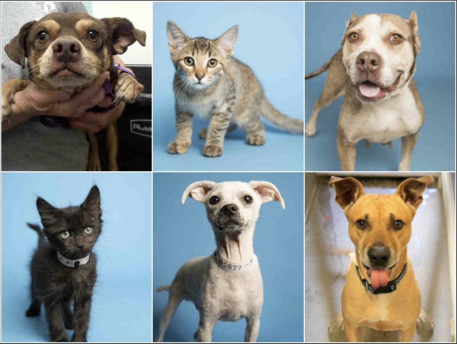 Adoptable pets from Arizona Humane Society and Maricopa County Animal ...