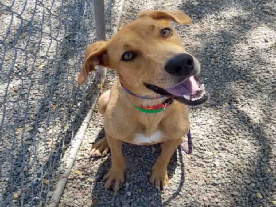 Adult dog and cat adoptions FREE Saturday for Clear the Shelter Day ...