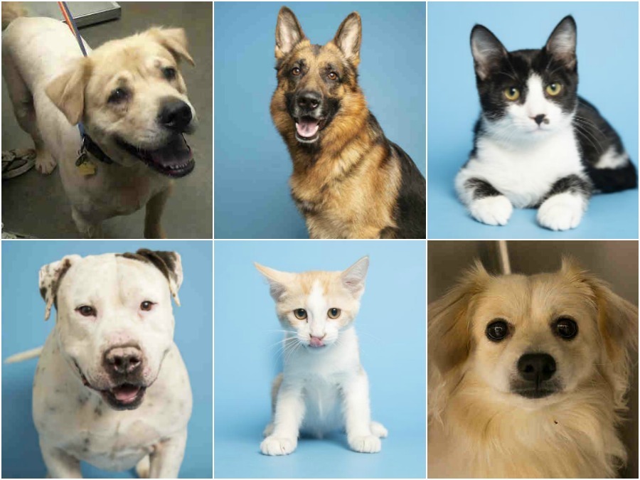 Adoptable pets from Arizona Humane and Maricopa County Animal Care (9/ ...